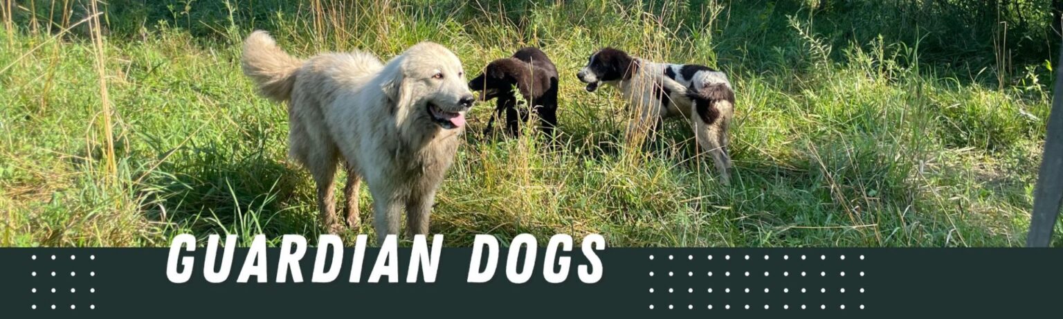 Guardian Dogs - Bruner Hair Sheep